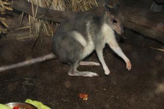 ZootierlisteHomepage
