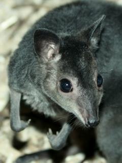 ZootierlisteHomepage