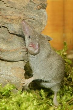 www.Zootierliste.de