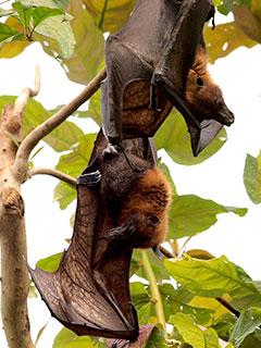 www.Zootierliste.de