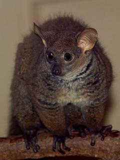 ZootierlisteHomepage