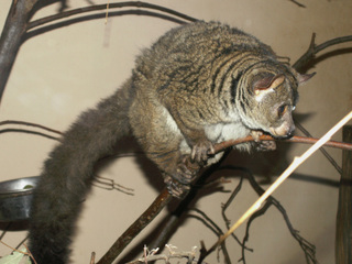 ZootierlisteHomepage