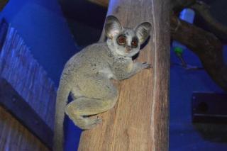 ZootierlisteHomepage