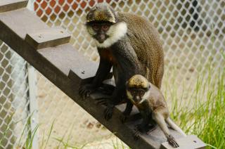 ZootierlisteHomepage