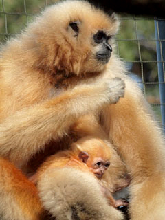 ZootierlisteHomepage