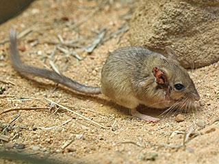 ZootierlisteHomepage