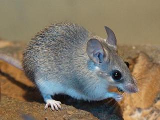 ZootierlisteHomepage