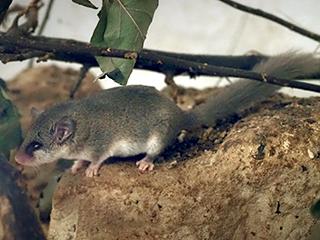 ZootierlisteHomepage