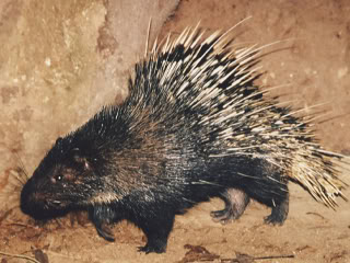 www.Zootierliste.de