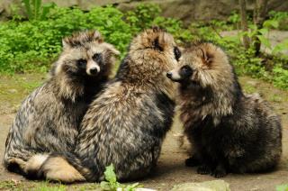 www.Zootierliste.de