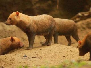 www.Zootierliste.de
