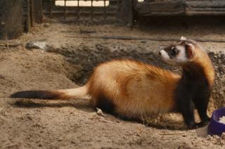www.Zootierliste.de