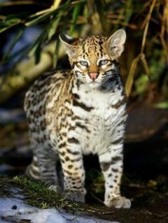 www.Zootierliste.de