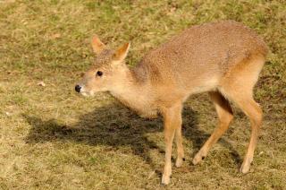 ZootierlisteHomepage