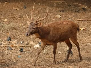Javan Rusa Zoo