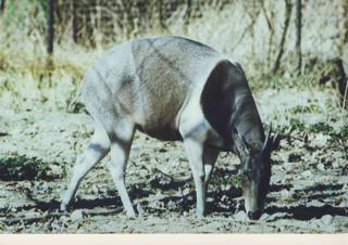 ZootierlisteHomepage