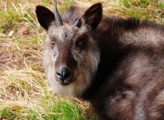 www.Zootierliste.de