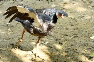 ZootierlisteHomepage