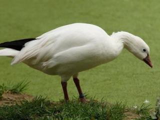 www.Zootierliste.de