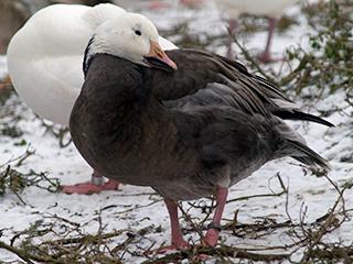www.Zootierliste.de