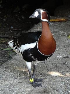 ZootierlisteHomepage