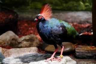 ZootierlisteHomepage