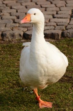 ZootierlisteHomepage