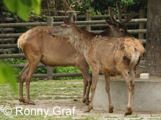 ZootierlisteHomepage