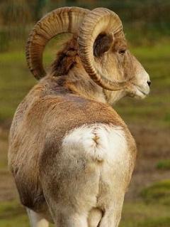 ZootierlisteHomepage