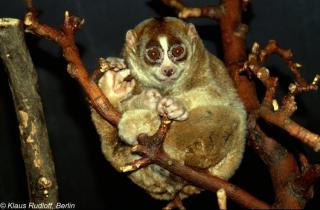 www.Zootierliste.de