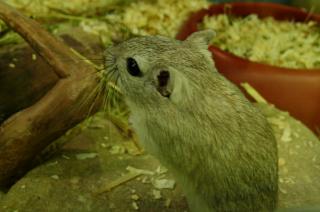 ZootierlisteHomepage