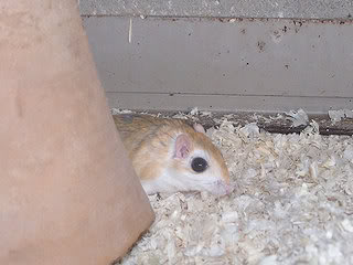 ZootierlisteHomepage