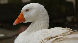 www.Zootierliste.de