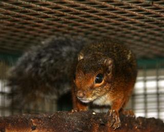 ZootierlisteHomepage