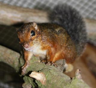 ZootierlisteHomepage