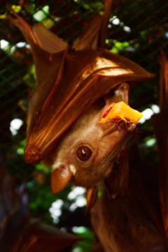 ZootierlisteHomepage