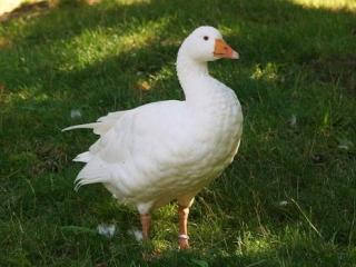 www.Zootierliste.de