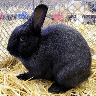 ZootierlisteHomepage