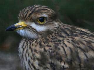www.Zootierliste.de
