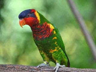 ZootierlisteHomepage