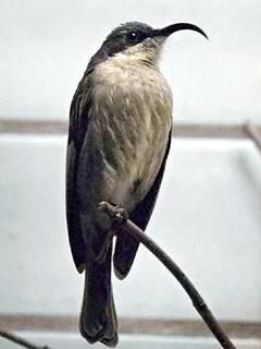 www.Zootierliste.de