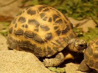 www.Zootierliste.de