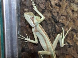 ZootierlisteHomepage