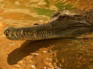 ZootierlisteHomepage