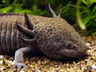 www.Zootierliste.de