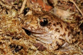 www.Zootierliste.de
