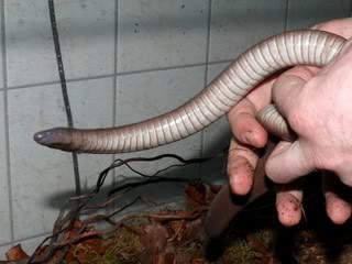 ZootierlisteHomepage