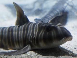 Zebra Bullhead Shark