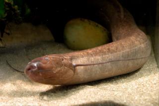 ZootierlisteHomepage