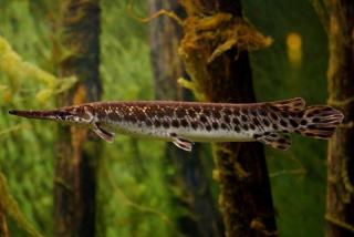 ZootierlisteHomepage